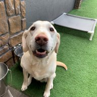 Wiki - Qutenza J7336 application CPT/HCPCS | Medical Billing and Coding ...